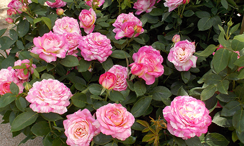 Hortidoc - Guide des roseraies en Europe